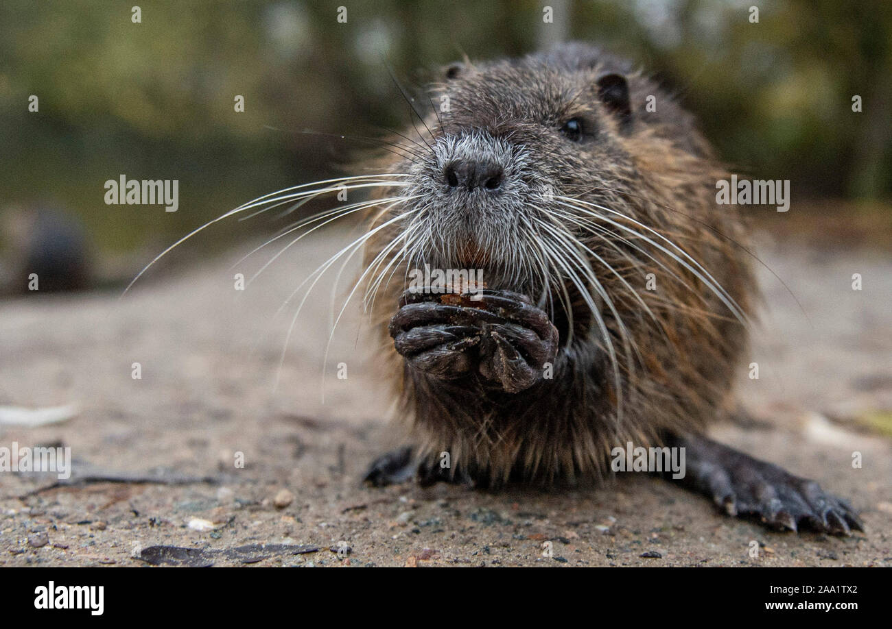 Junger bisam -Fotos und -Bildmaterial in hoher Auflösung – Alamy