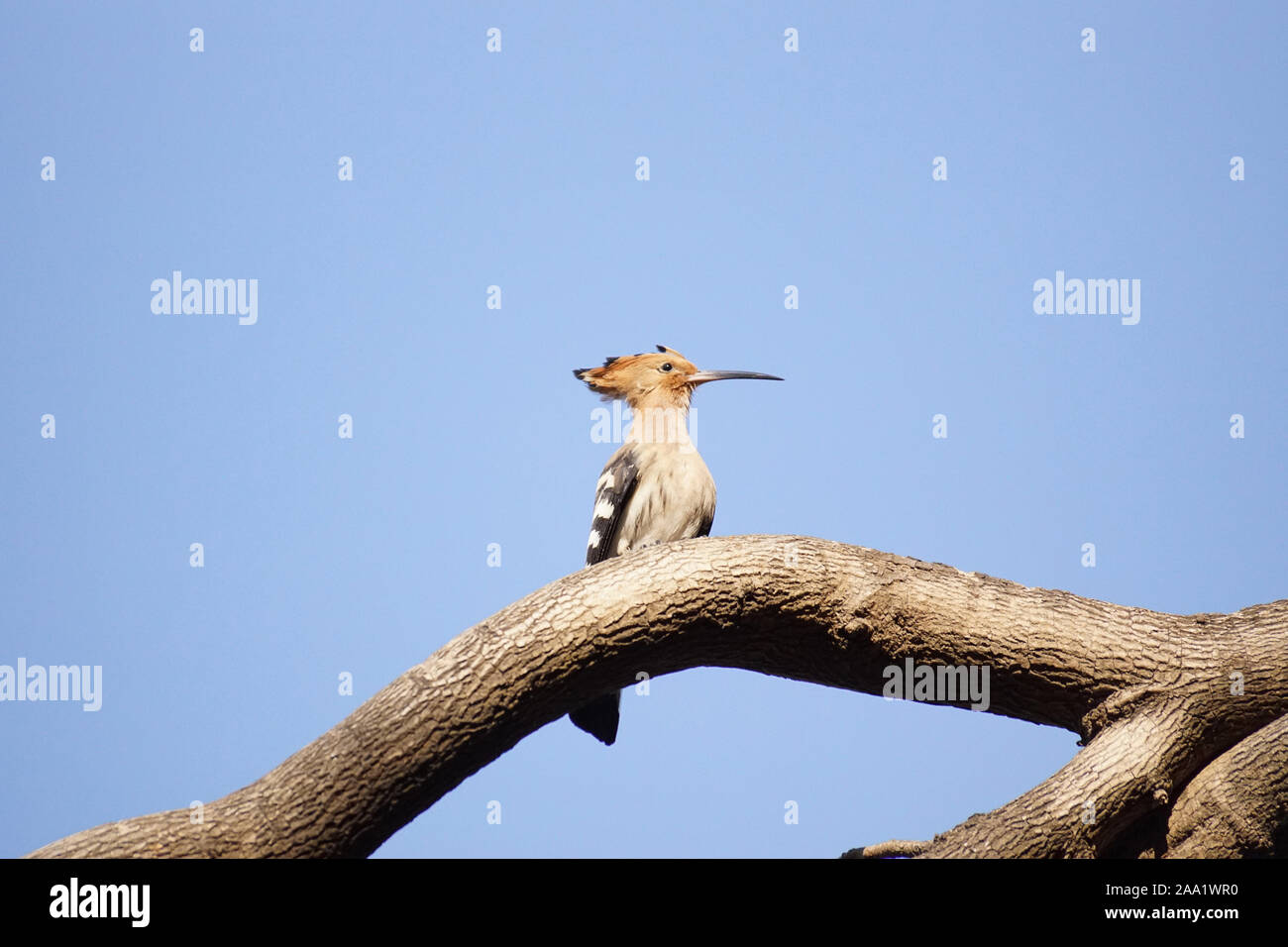 Wiedehopf nest indien -Fotos und -Bildmaterial in hoher Auflösung – Alamy