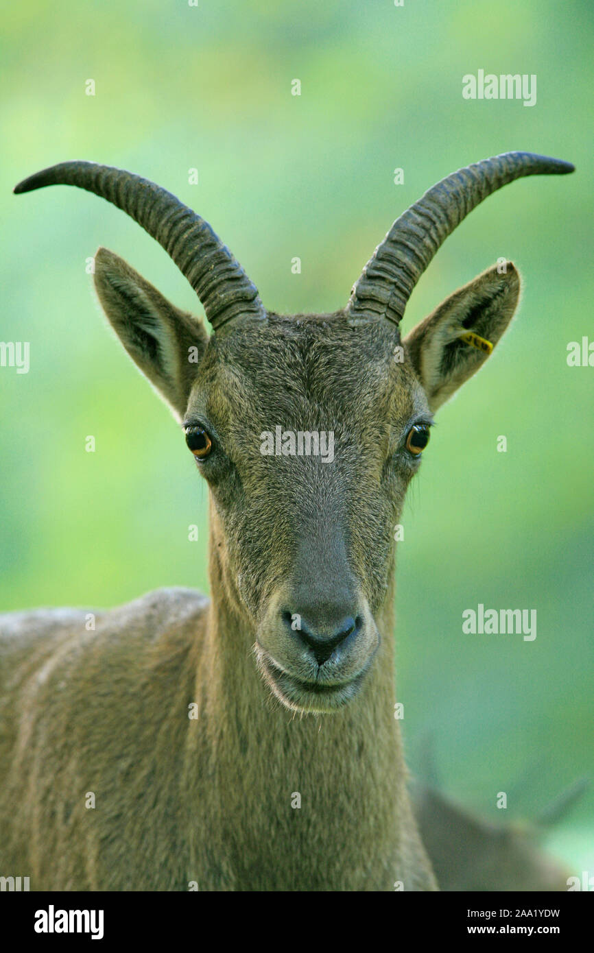 Geiss tier -Fotos und -Bildmaterial in hoher Auflösung – Alamy