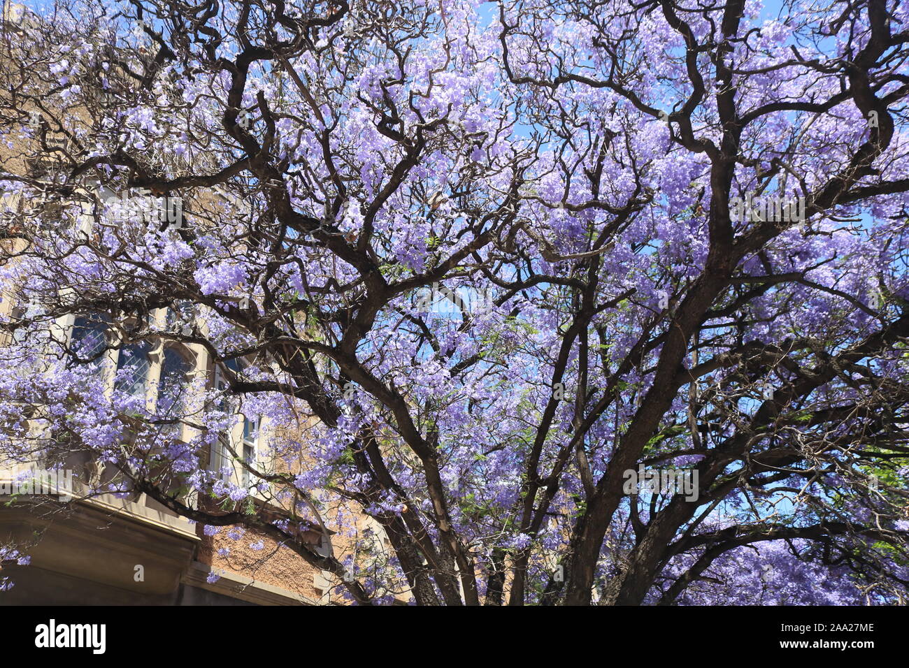 Jacarandas jacaranda mimosifolia -Fotos und -Bildmaterial in hoher ...