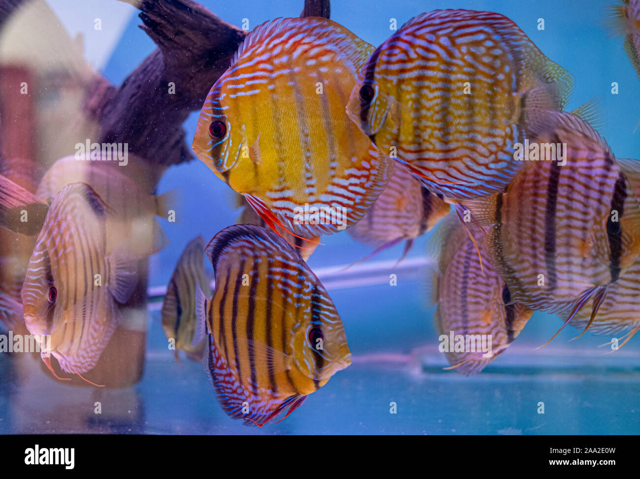 Wildgefangener tropischer Diskus-Fisch in einem Fischbecken ...
