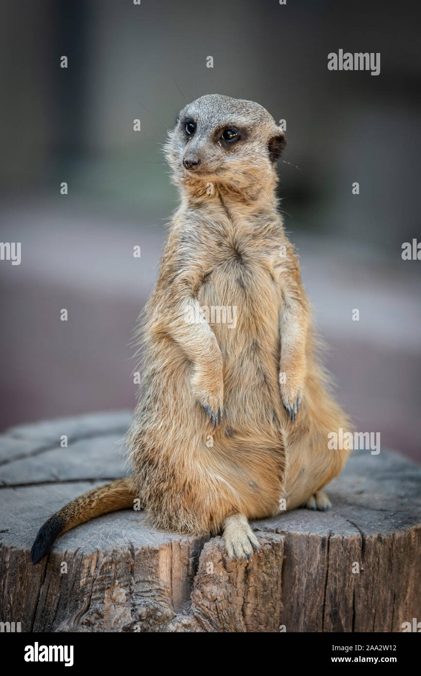 Parco zoo animali -Fotos und -Bildmaterial in hoher Auflösung – Alamy