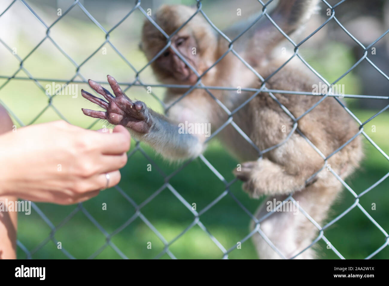 Parco zoo animali -Fotos und -Bildmaterial in hoher Auflösung – Alamy