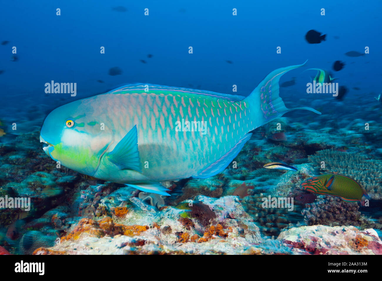 Fische des indischen ozeans -Fotos und -Bildmaterial in hoher Auflösung ...