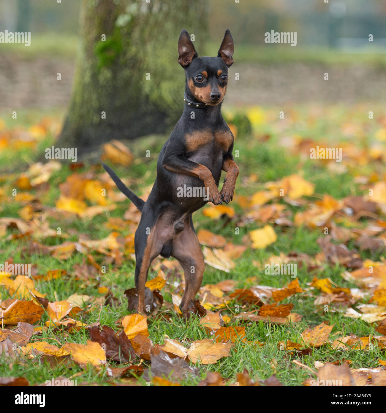 Zwergpinscher miniature pinscher -Fotos und -Bildmaterial in hoher ...