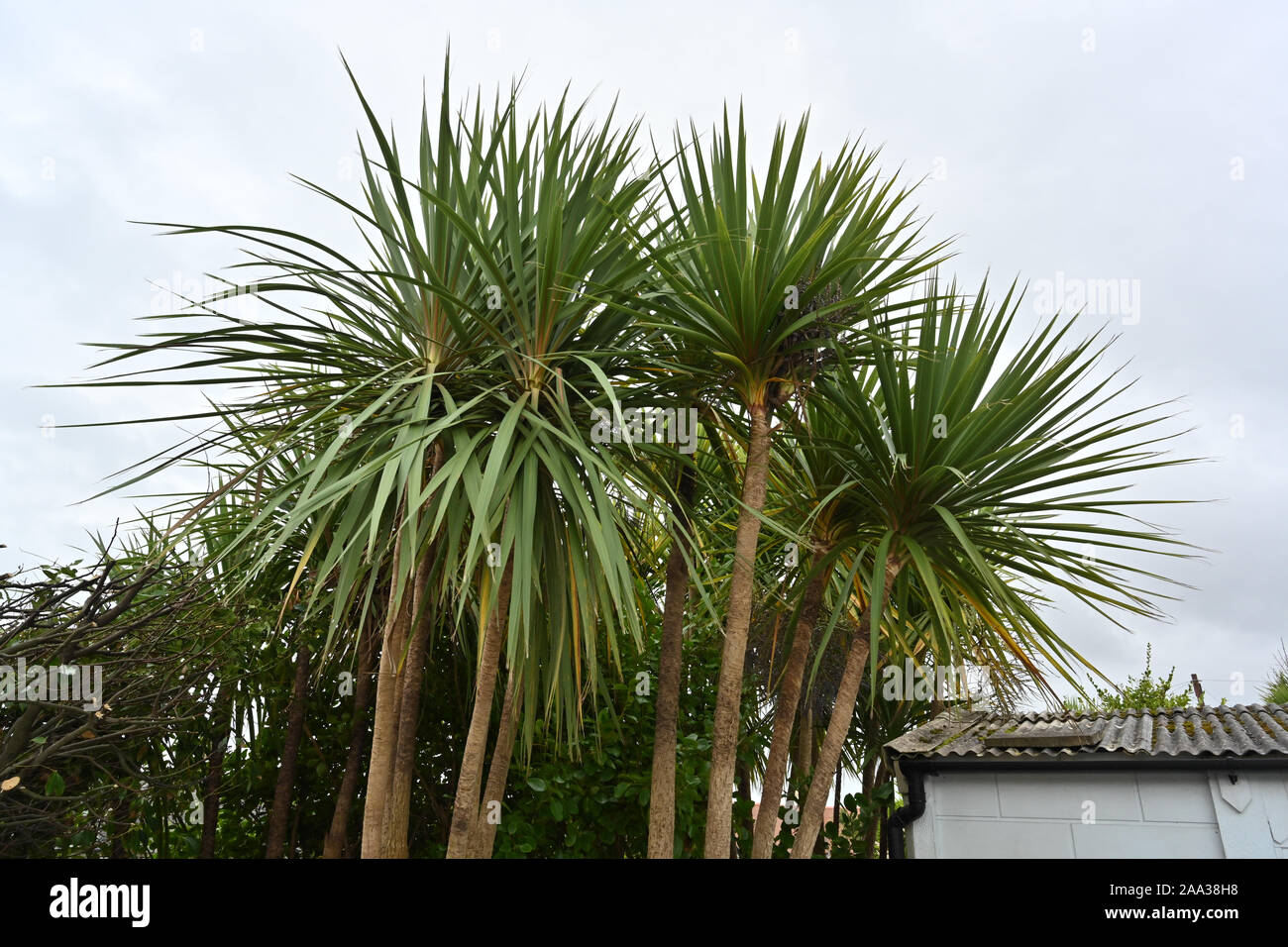 Palm tree cornwall -Fotos und -Bildmaterial in hoher Auflösung – Alamy