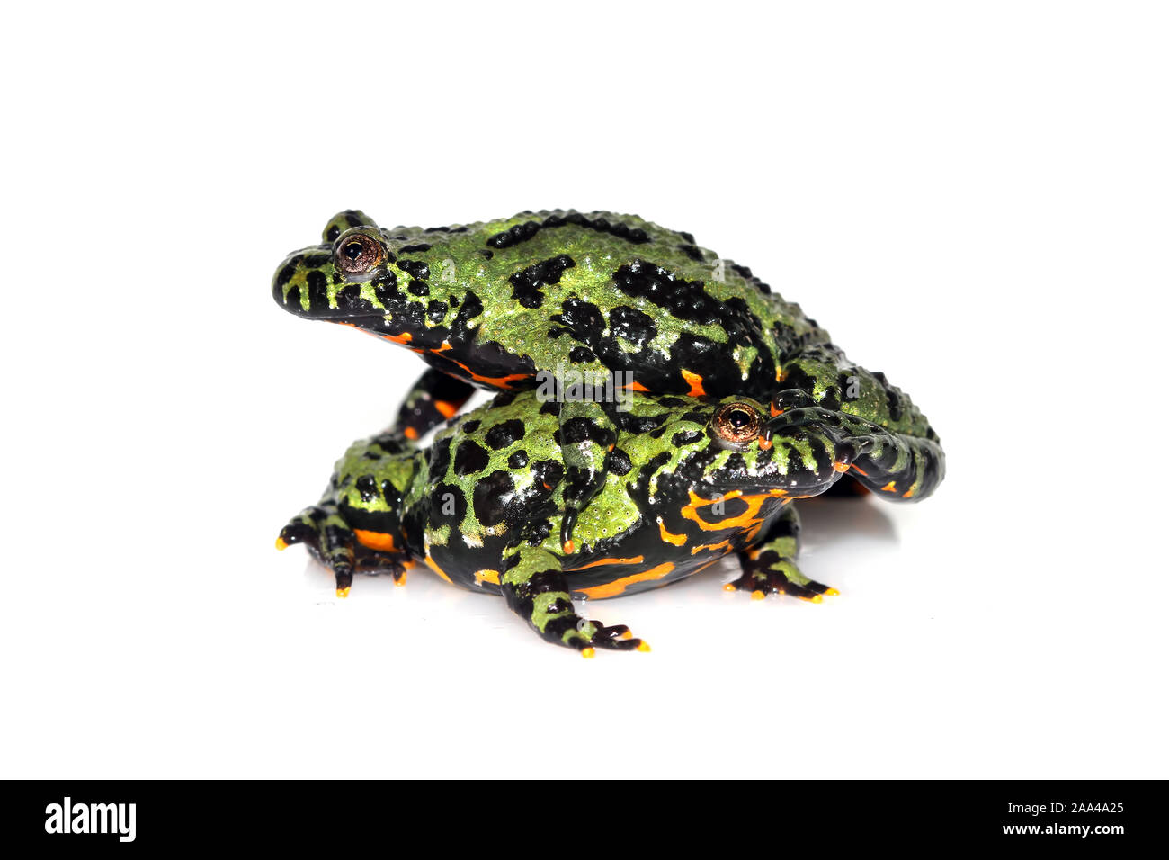 Fire bellied toads -Fotos und -Bildmaterial in hoher Auflösung – Alamy