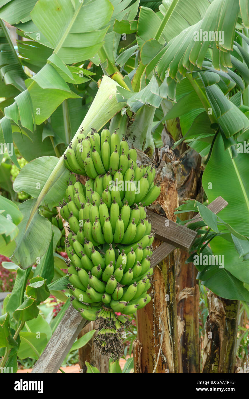 Musa zwerg -Fotos und -Bildmaterial in hoher Auflösung – Alamy
