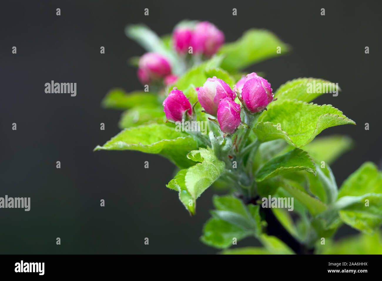 Strauch apfel -Fotos und -Bildmaterial in hoher Auflösung – Alamy