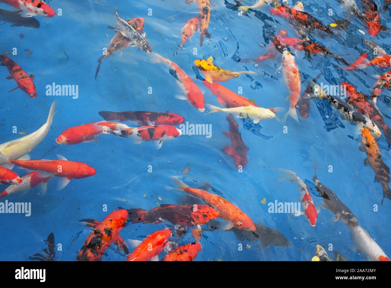 Blaue fische -Fotos und -Bildmaterial in hoher Auflösung – Alamy
