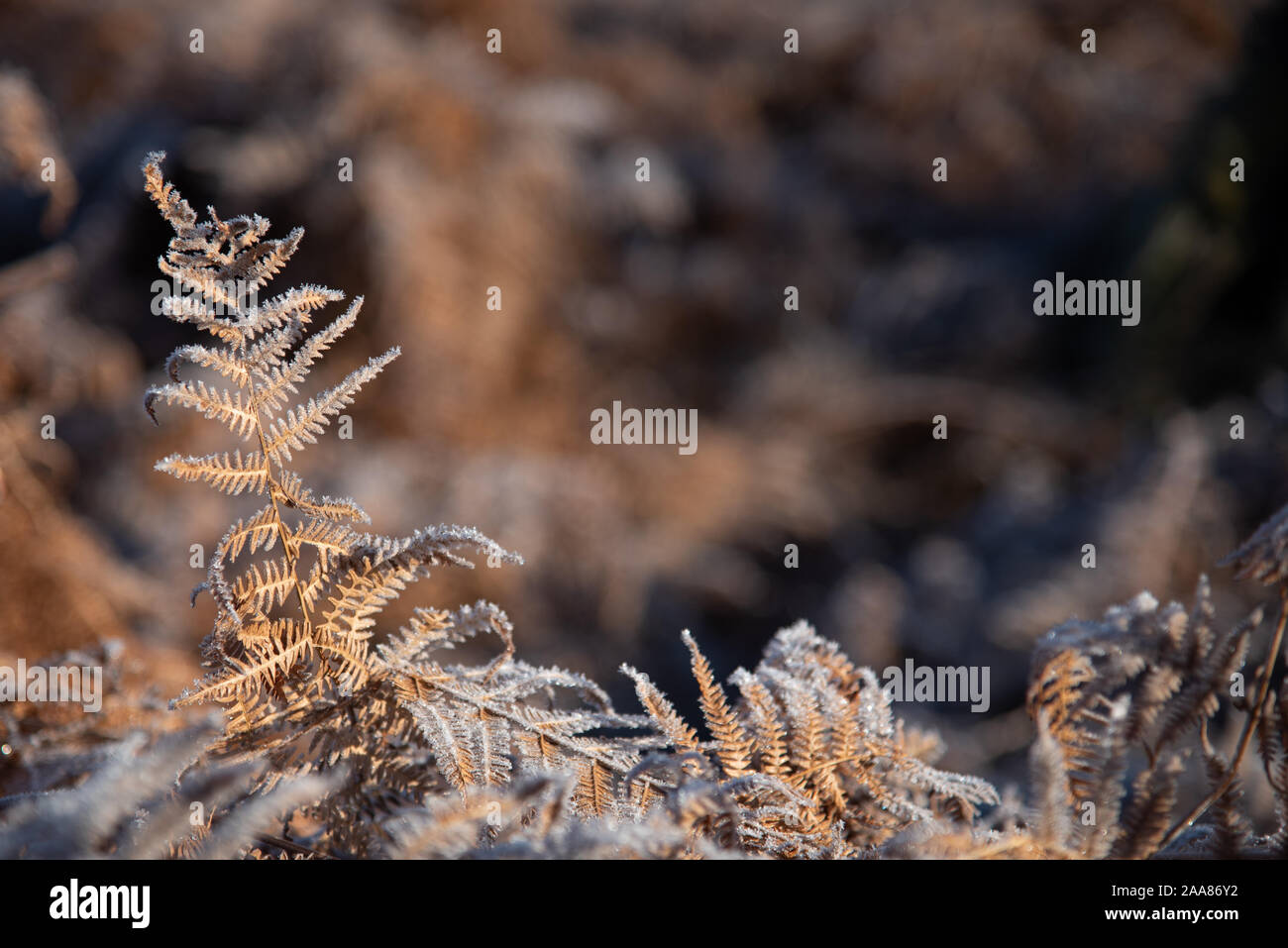 Blair frost -Fotos und -Bildmaterial in hoher Auflösung – Alamy
