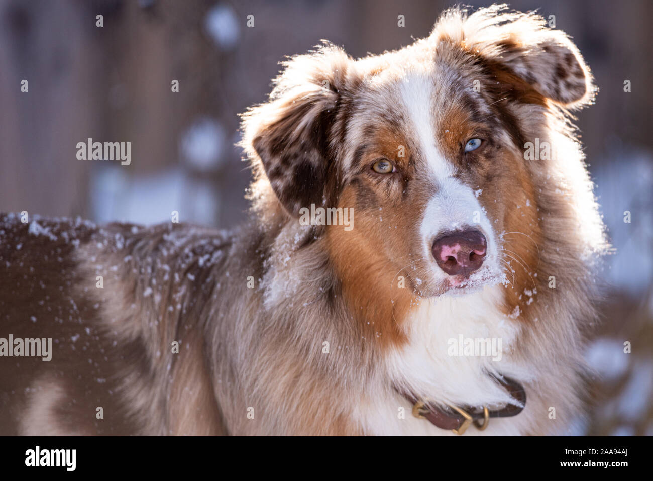 Merle Aussie Stockfotos und -bilder Kaufen - Alamy