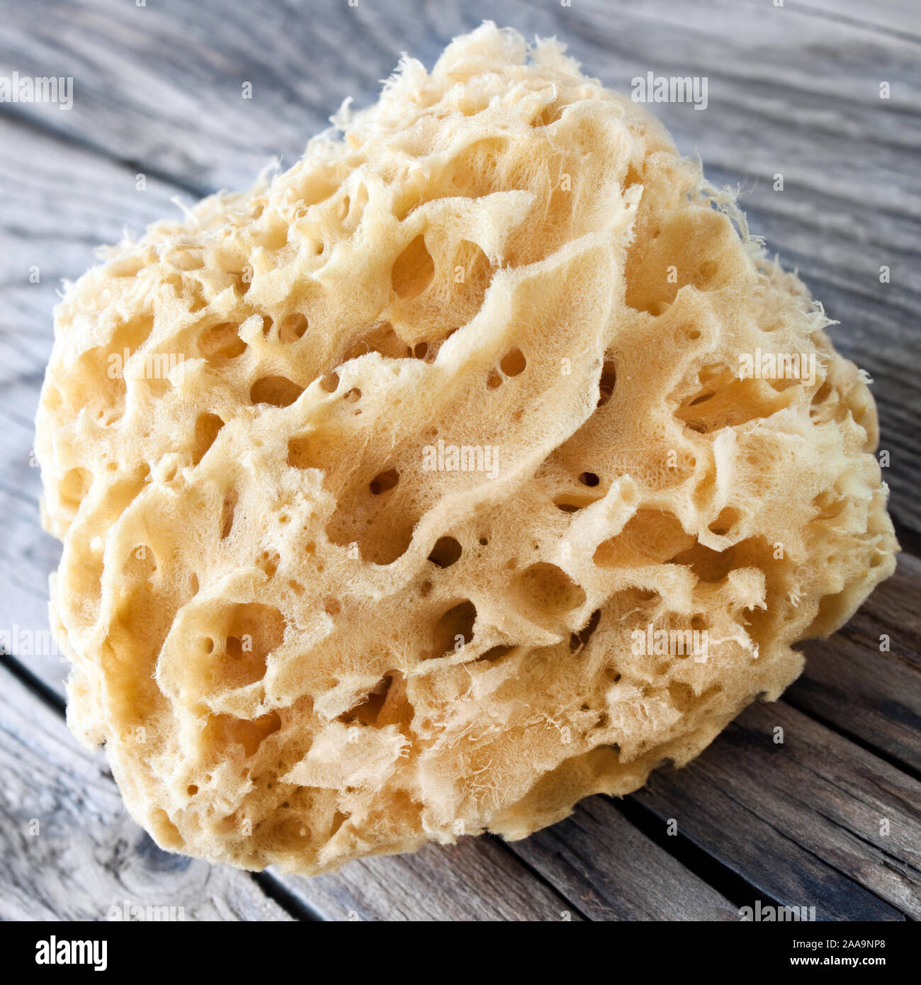 Nature schwamm -Fotos und -Bildmaterial in hoher Auflösung – Alamy