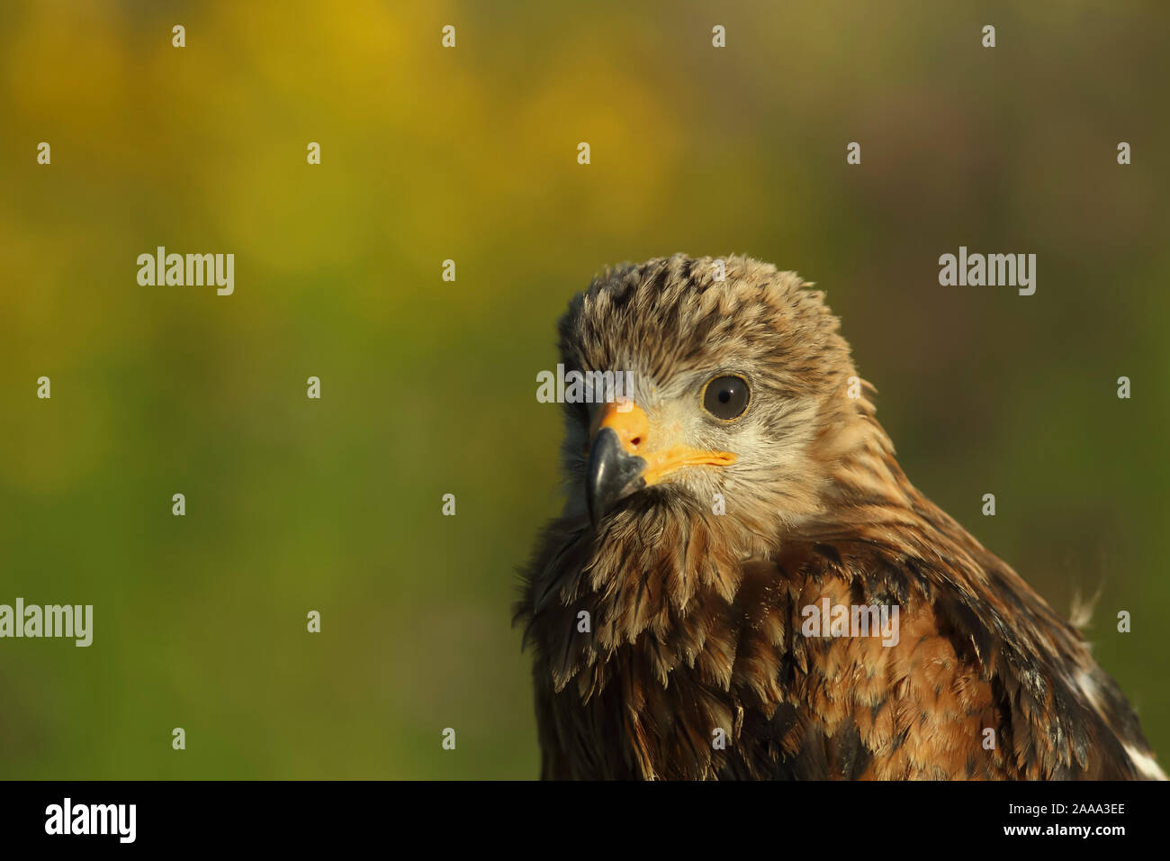 Red kite rspb erhaltung -Fotos und -Bildmaterial in hoher Auflösung – Alamy
