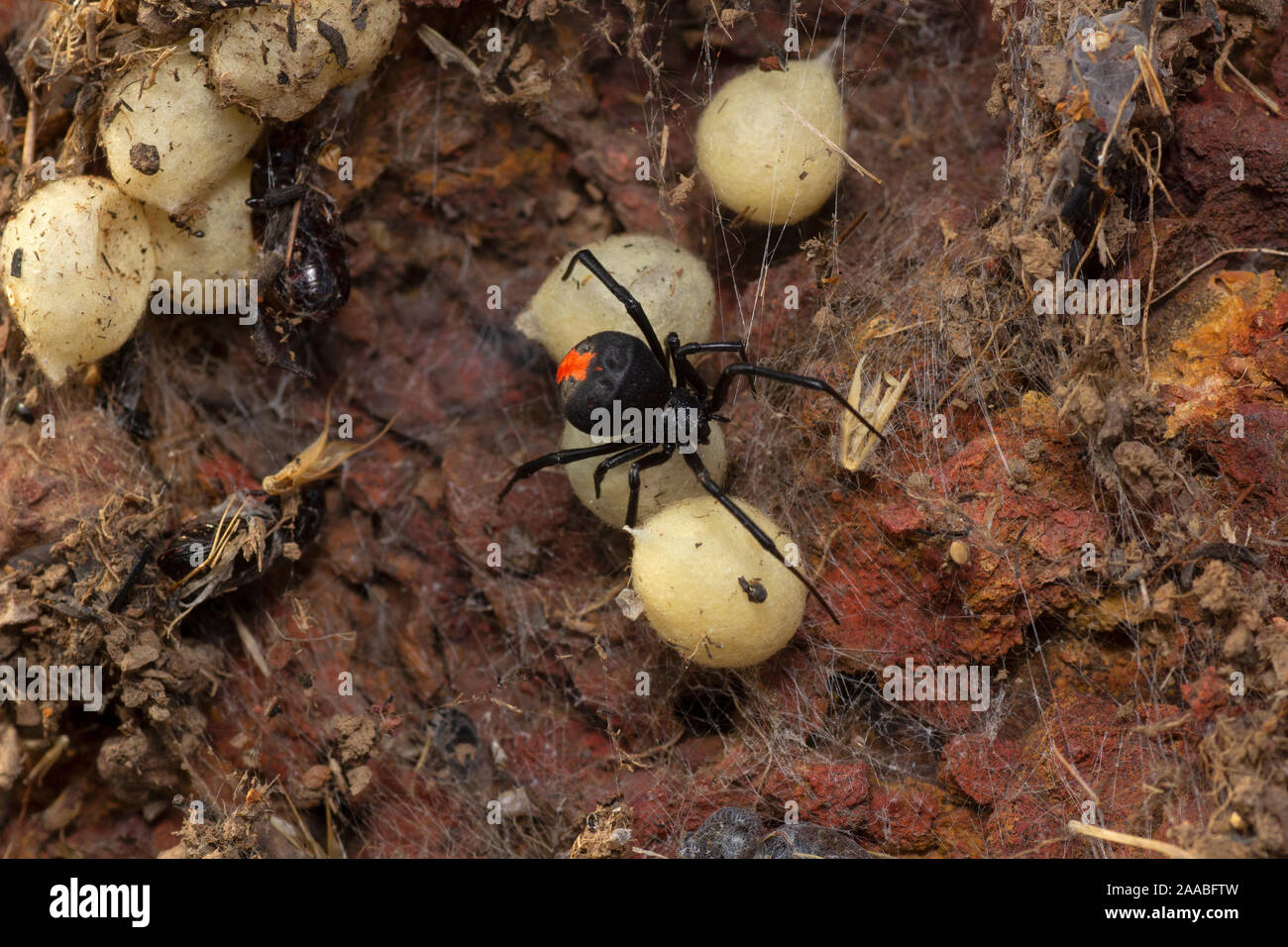 Latrodectus mactans black widow spider -Fotos und -Bildmaterial in ...