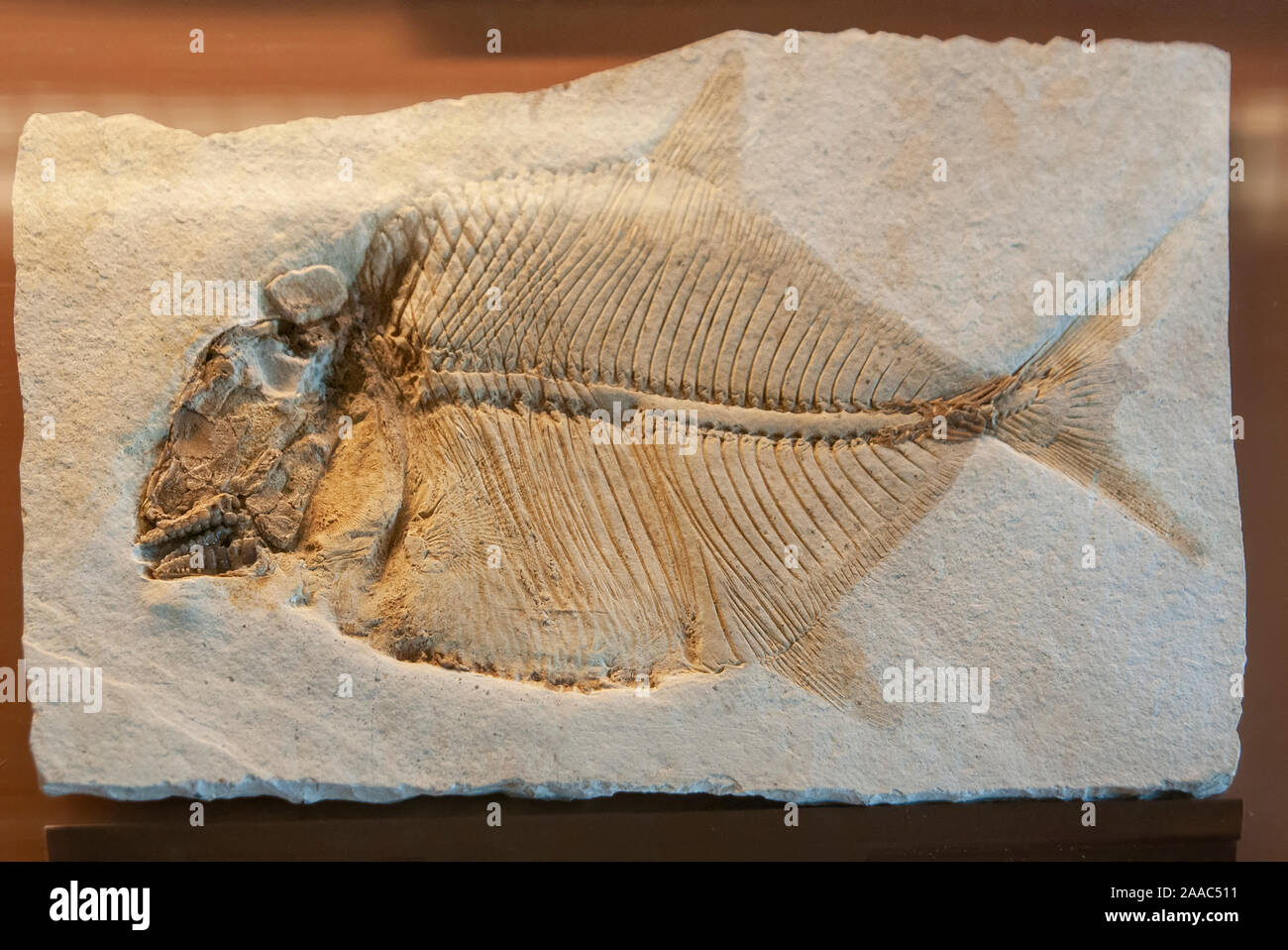 Fossiler fisch aus der jurazeit -Fotos und -Bildmaterial in hoher ...
