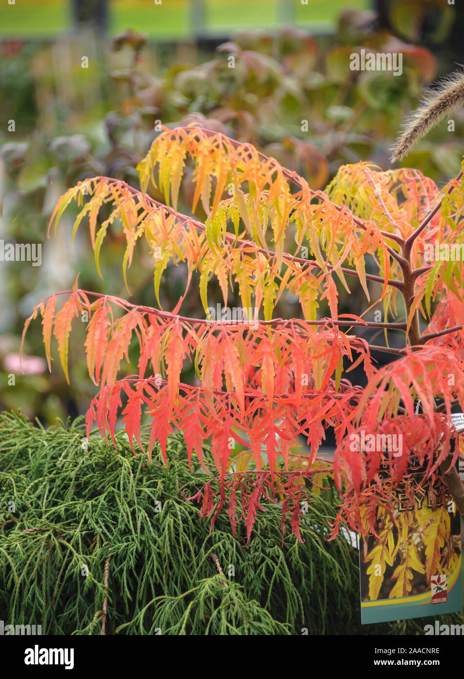 Rhus typhina bailtiger -Fotos und -Bildmaterial in hoher Auflösung – Alamy