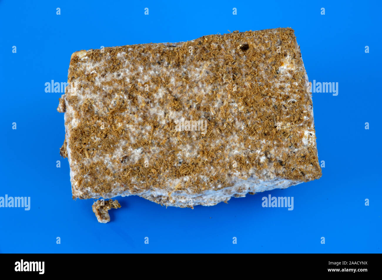 Nameko Pilz, Mycel/(Pholiota nameko) | Toskanapilz, Mycel fuer sterben ...