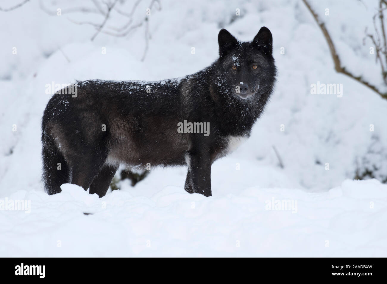 Timberwolf wolf -Fotos und -Bildmaterial in hoher Auflösung - Seite 2 ...