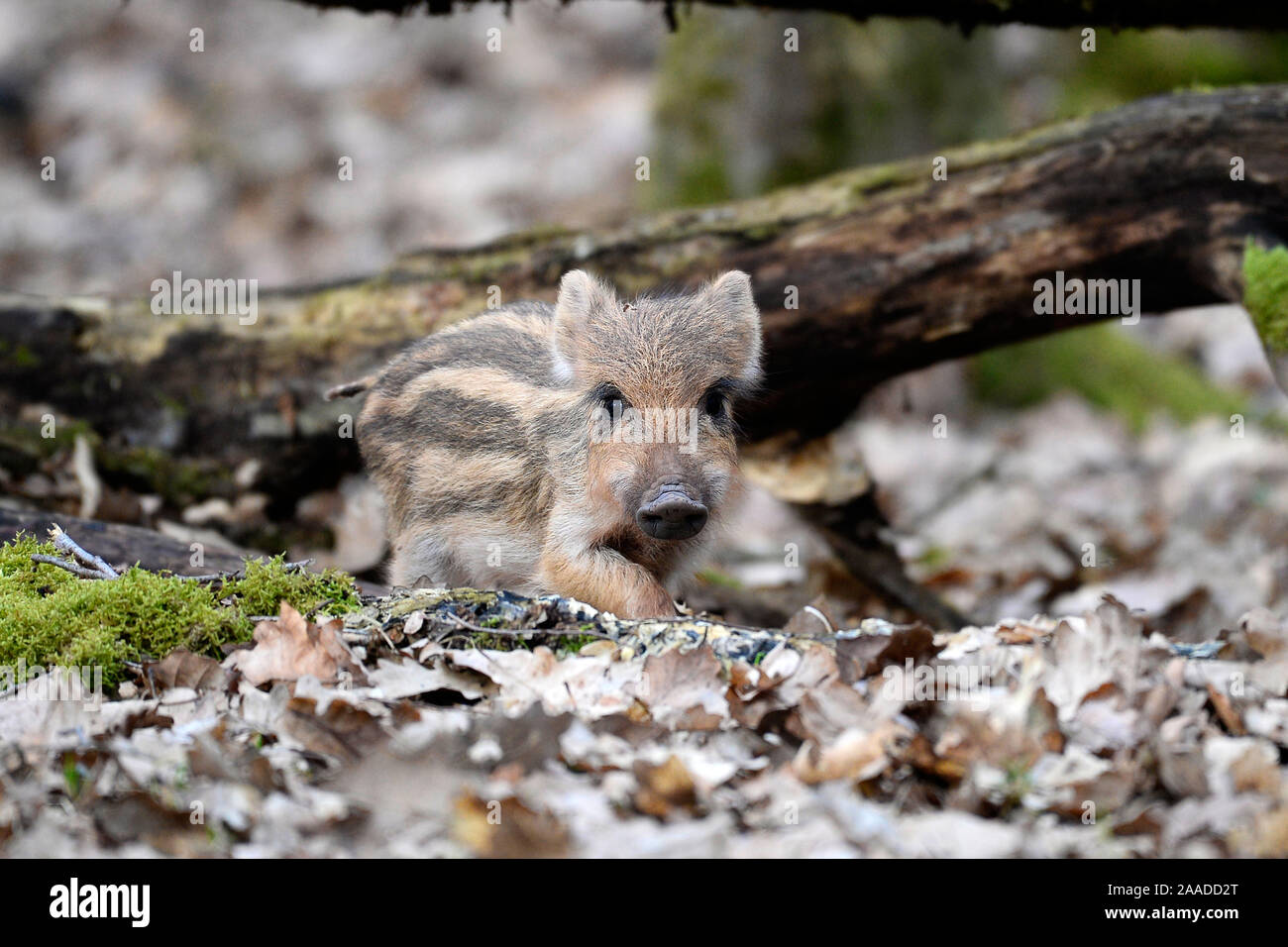 Tier frischling -Fotos und -Bildmaterial in hoher Auflösung – Alamy