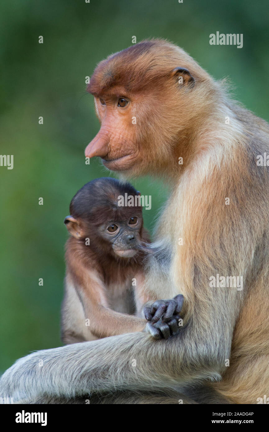 Mutter tier stillen baby affe -Fotos und -Bildmaterial in hoher ...