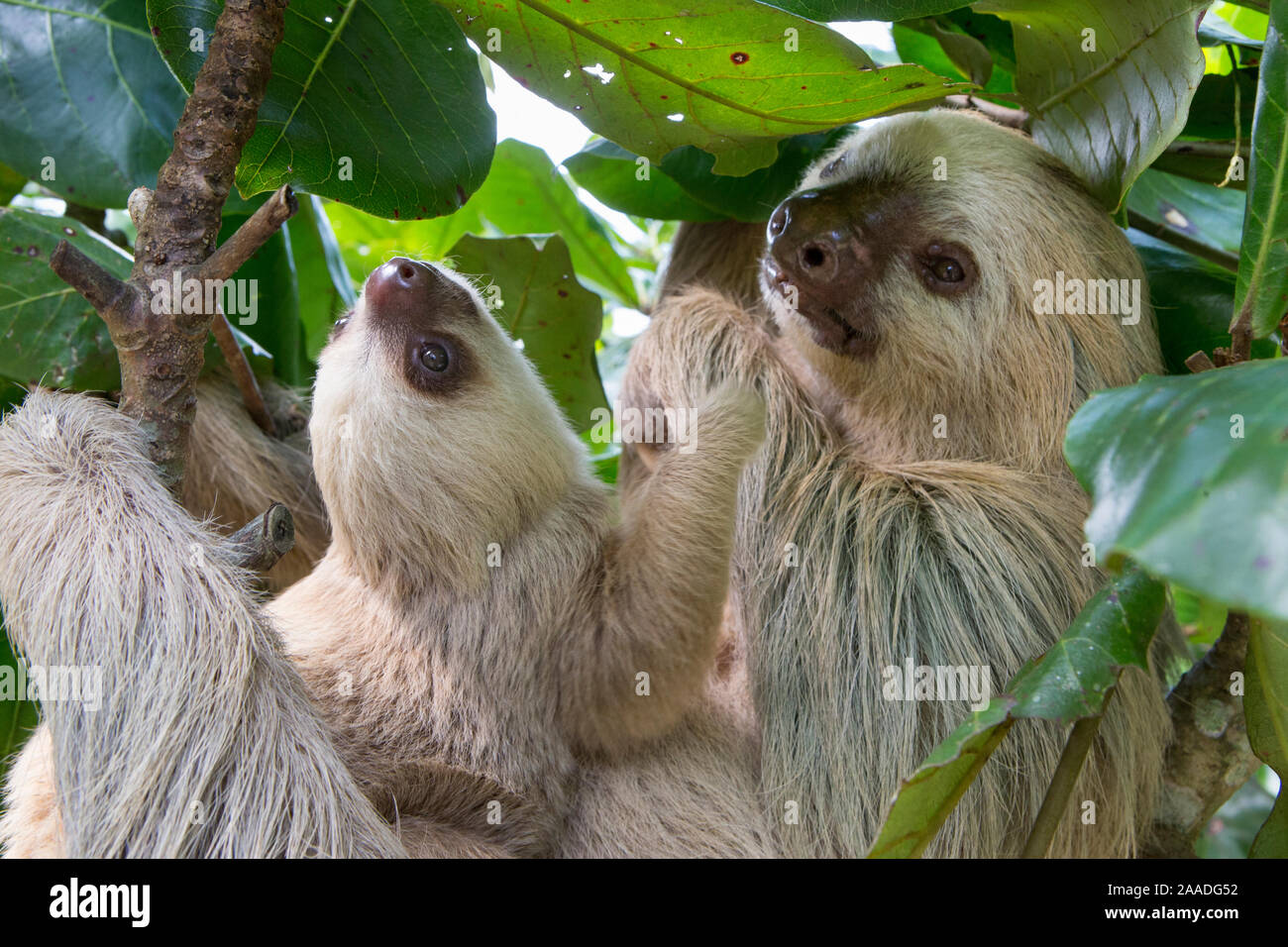 Zweifingerfaultier mit baby -Fotos und -Bildmaterial in hoher Auflösung ...