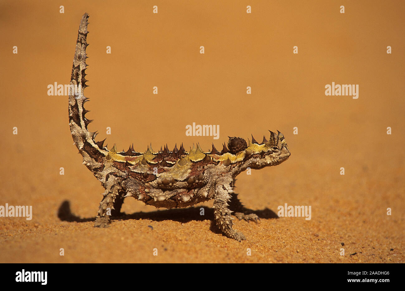 Thorny Devil (Moloch Horridus), Shark Bay UNESCO Weltnaturerbe, Western ...