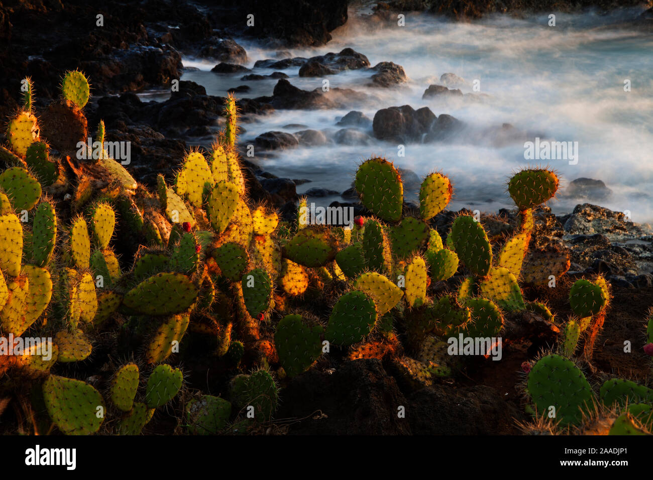 Strände von mexiko -Fotos und -Bildmaterial in hoher Auflösung – Alamy