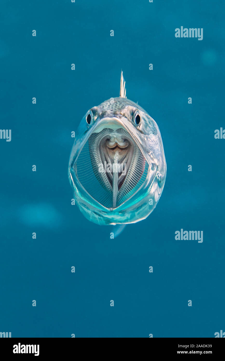 Marsa shouna -Fotos und -Bildmaterial in hoher Auflösung – Alamy