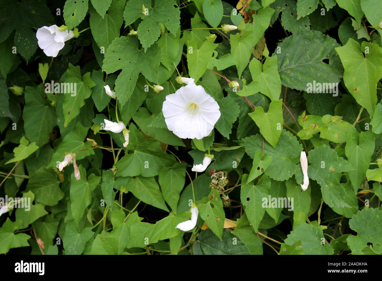 Oder Acker-winde Convolvulus arvensis oder Europäischen bindweed oder ...