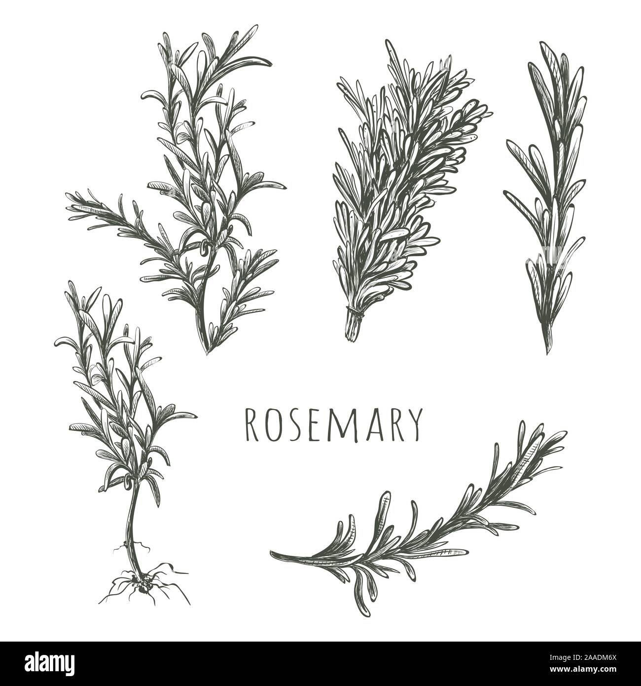 Rosmarin Skizze Vector Illustration Stock-Vektorgrafik - Alamy