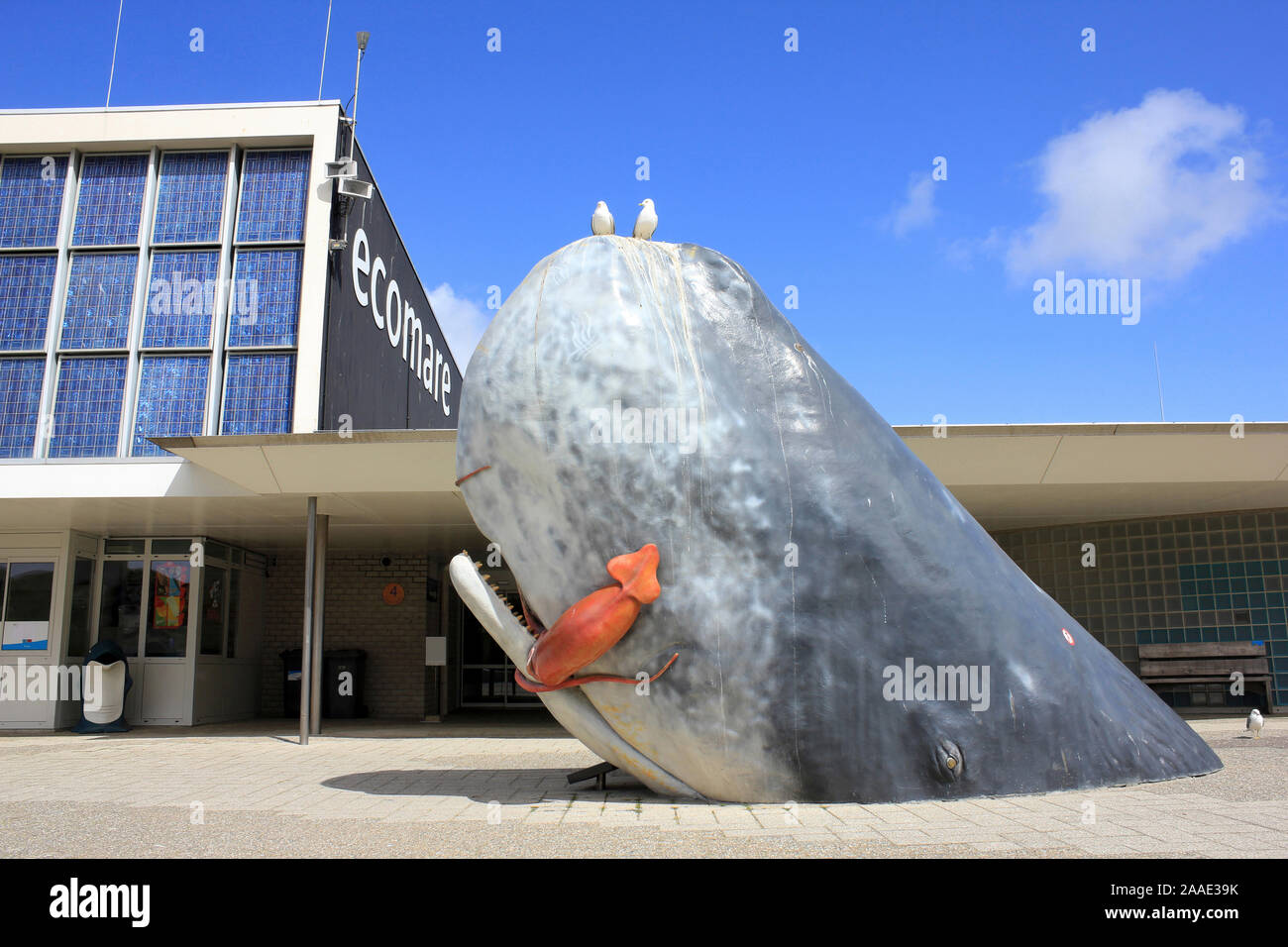 Pottwal, der riesenkalmar isst -Fotos und -Bildmaterial in hoher ...