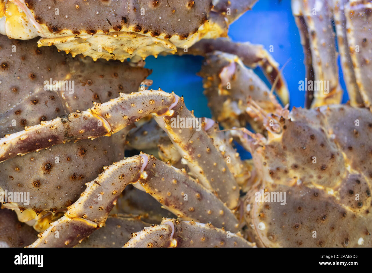 Kamchatka crab -Fotos und -Bildmaterial in hoher Auflösung – Alamy