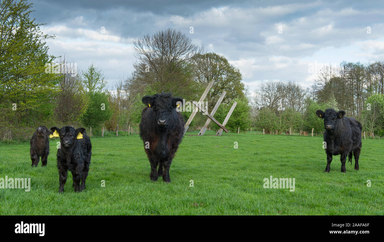 Galloway Rinder Stockfotos und -bilder Kaufen - Alamy