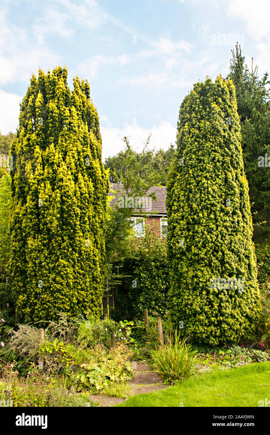 Eibe Taxus whipplei fastigiata und fastigiata aureomarginata auch ...