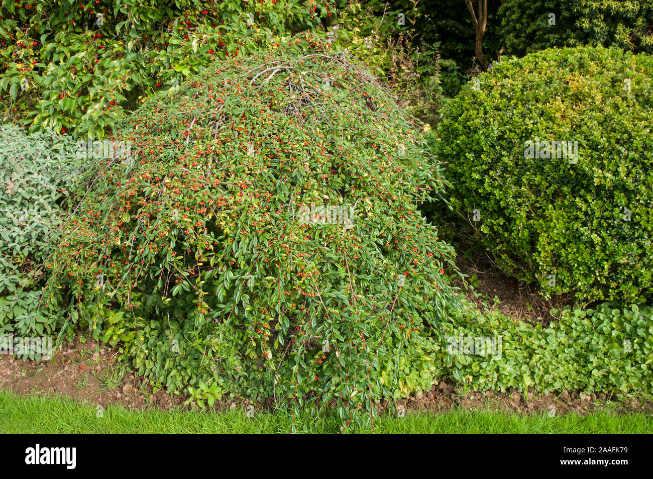 Cotoneaster hybridus pendulus -Fotos und -Bildmaterial in hoher ...