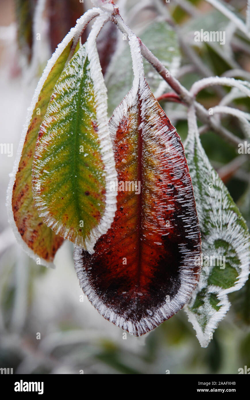 Photinia x fraseri 'Red Robin; umrandete in Reif ist wie blanket Stitch ...