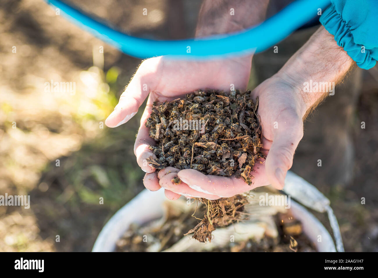 Tote bienen -Fotos und -Bildmaterial in hoher Auflösung – Alamy