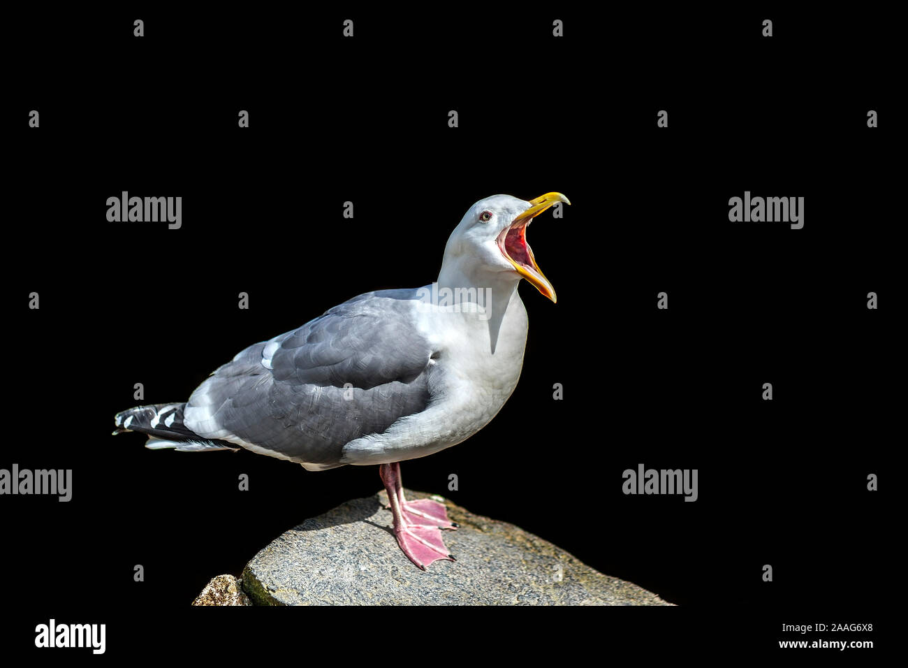 Speaking out loud -Fotos und -Bildmaterial in hoher Auflösung – Alamy