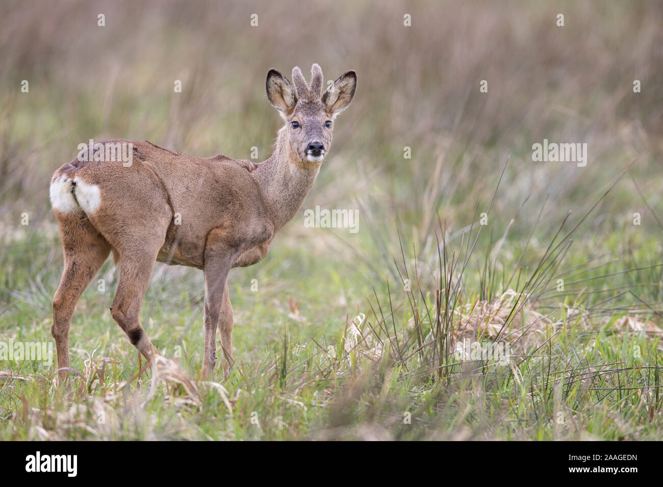 Rehbock im bast -Fotos und -Bildmaterial in hoher Auflösung – Alamy