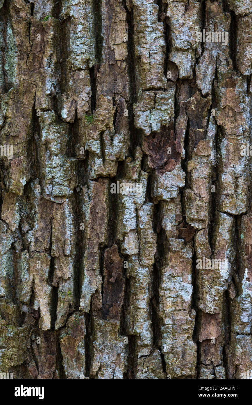 Alter Baum, Rinde, Baumrinde, Urwald, Eiche (Quercus robur ...