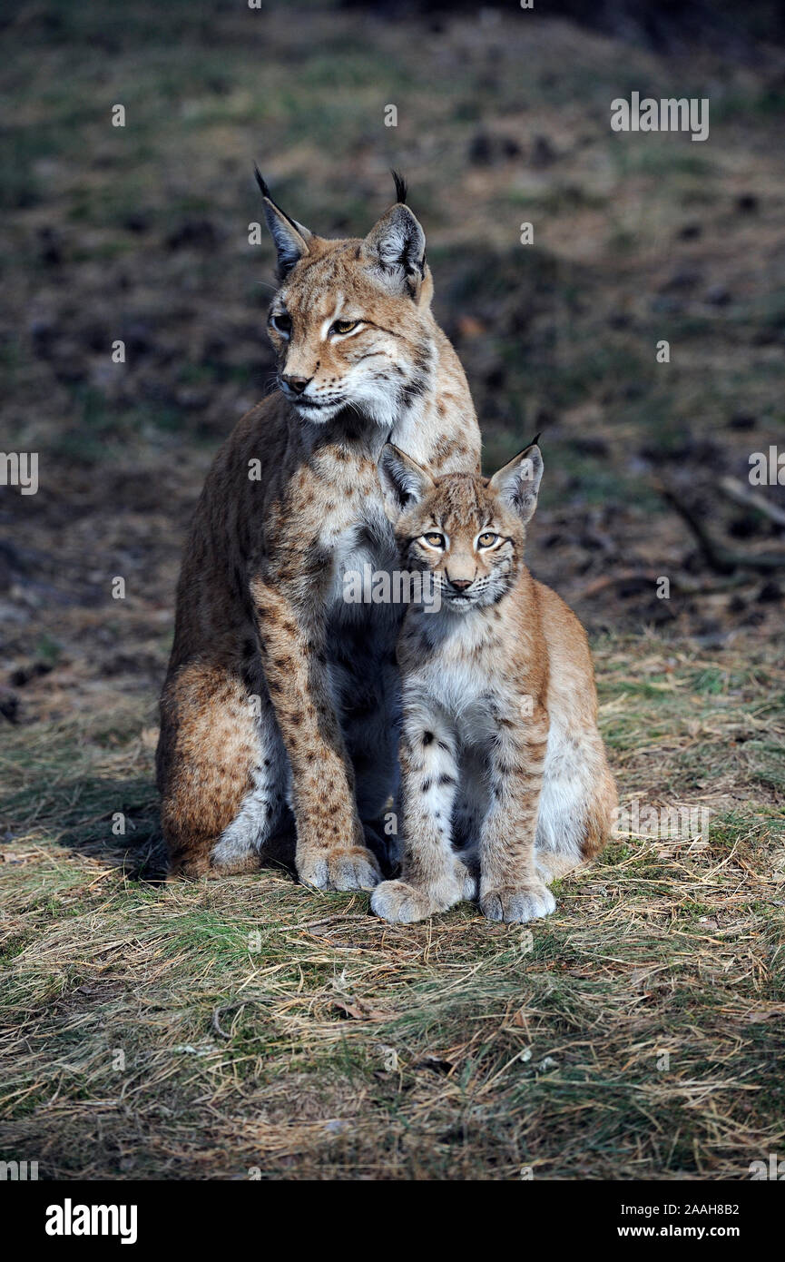 Mutter familie luchsfamilie -Fotos und -Bildmaterial in hoher Auflösung ...