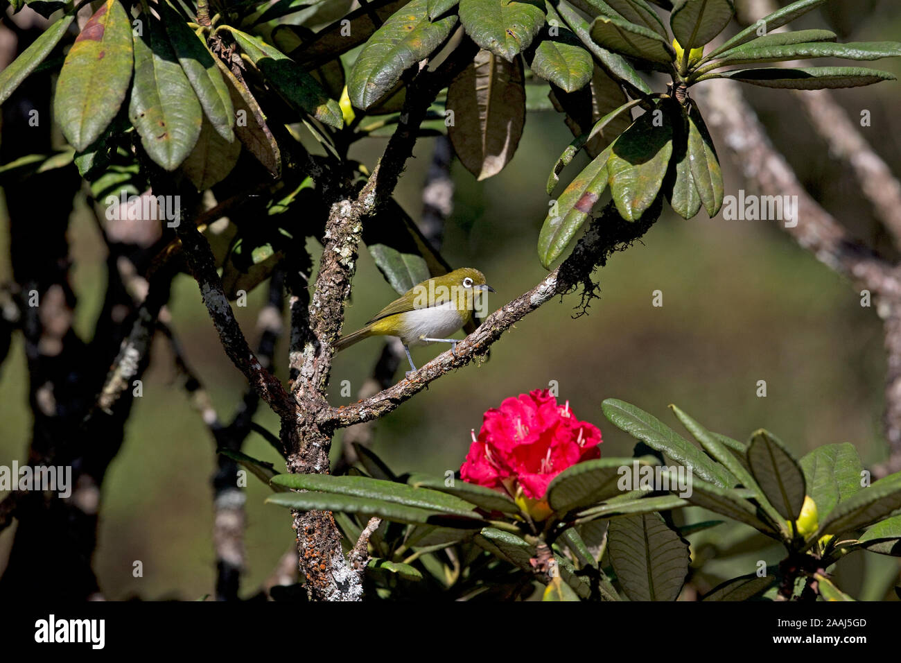 Ceylon white eye -Fotos und -Bildmaterial in hoher Auflösung – Alamy
