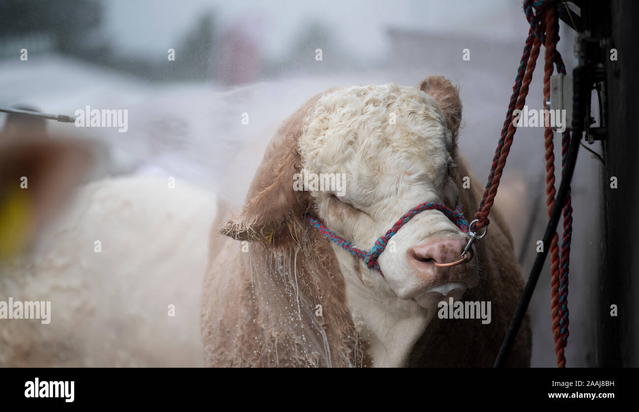 Simmental bull -Fotos und -Bildmaterial in hoher Auflösung – Alamy