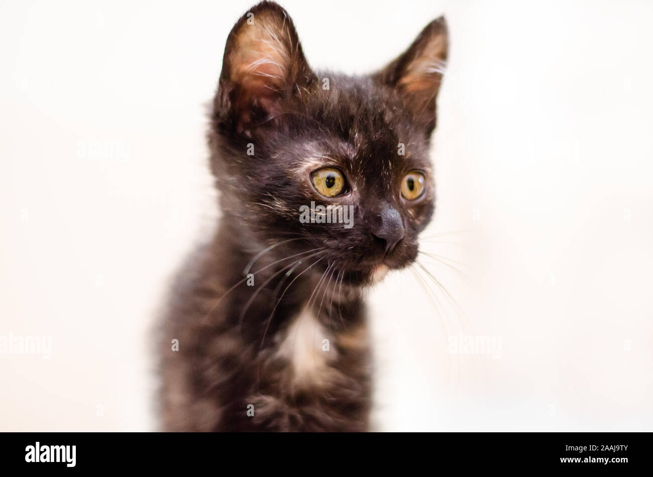 Schildpatt Katze Stockfotos und -bilder Kaufen - Alamy