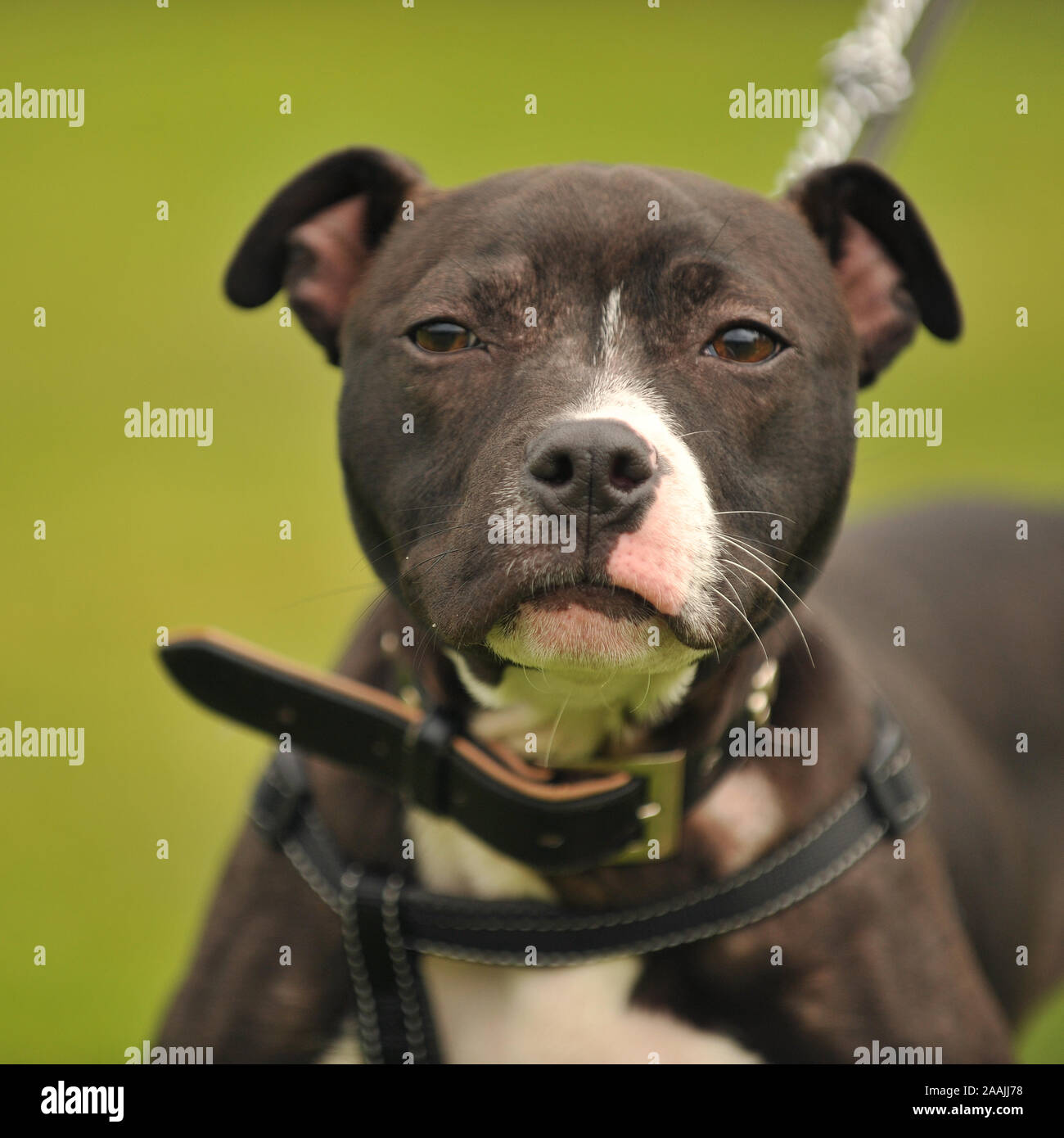 Fighting dog -Fotos und -Bildmaterial in hoher Auflösung – Alamy