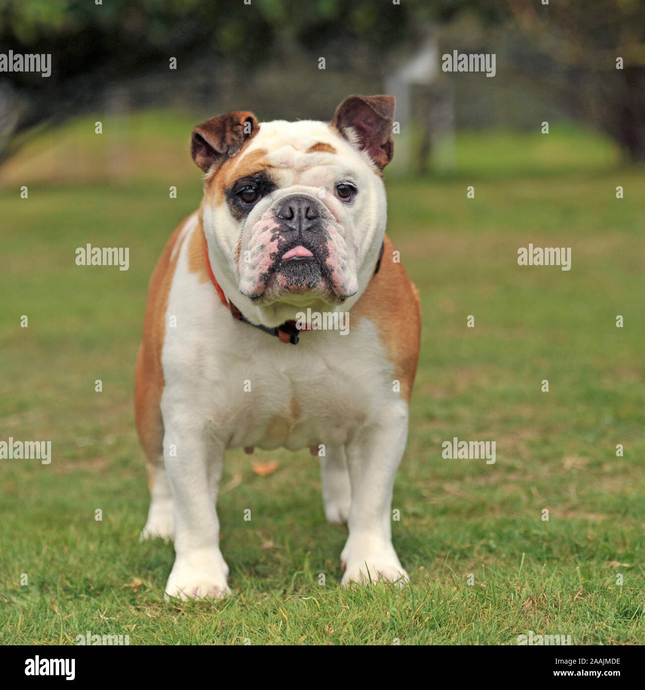 Winston the bulldog -Fotos und -Bildmaterial in hoher Auflösung – Alamy