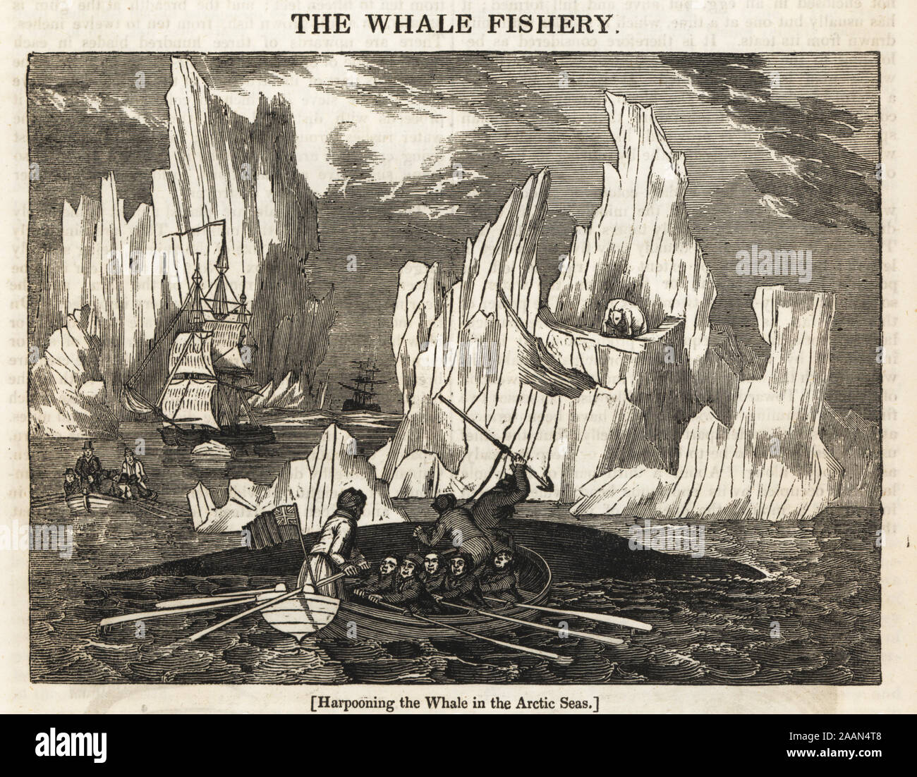 Harpoon 19th century -Fotos und -Bildmaterial in hoher Auflösung – Alamy