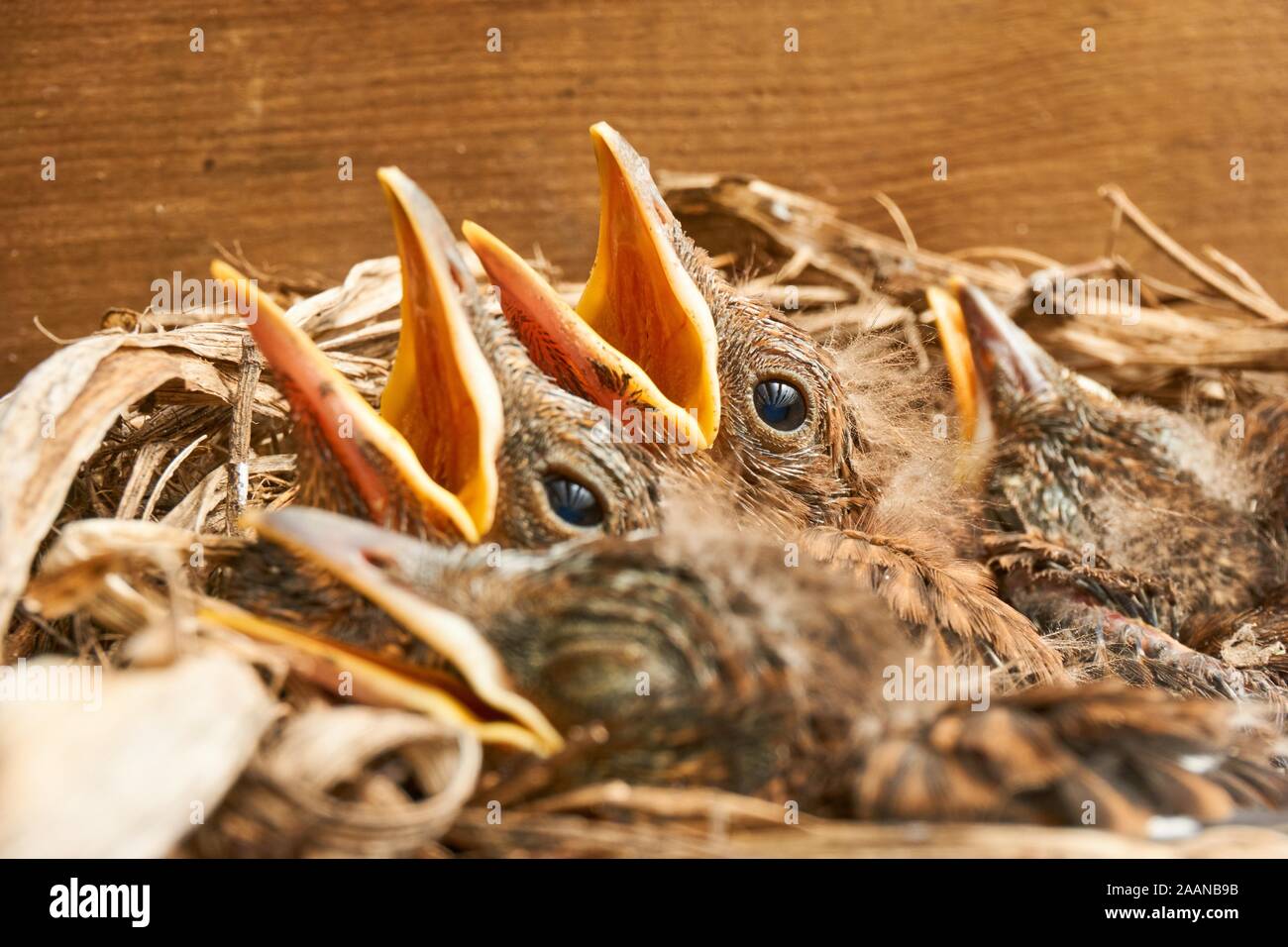 Baby amseln -Fotos und -Bildmaterial in hoher Auflösung – Alamy