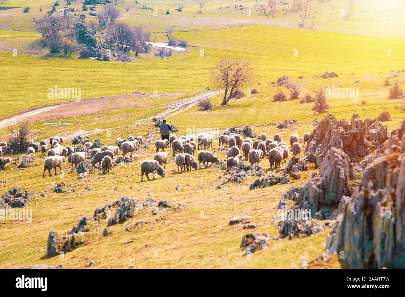 Hirte mit schafen -Fotos und -Bildmaterial in hoher Auflösung – Alamy